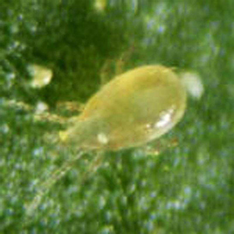 Amblyseius andersoni predatory mite