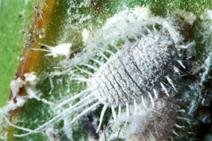 Mealy Bugs: Beneficial Insects - Natural Organic Biological Pest Control
