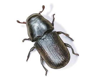Pine Beetle: Beneficial Insects - Natural Organic Biological Pest Control