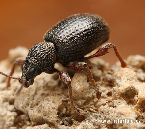 Root Weevils: Beneficial Insects - Natural Organic Biological Pest Control