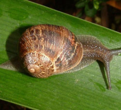 Control of garden Snails and Slugs
