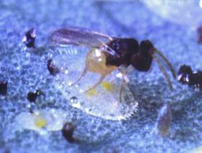 Encarsia formosa for Whitefly control
