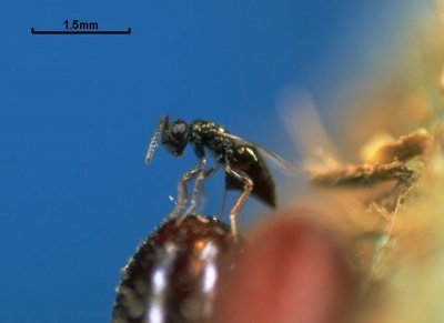 Flies/fly-parasite-predators