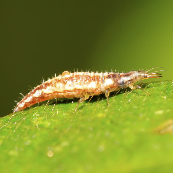 Green lacewing larvae will hatch out from the eggs on the cards.