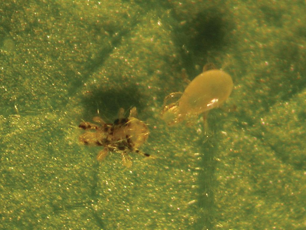 predatory mites