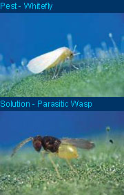 Encarsia formosa for Whitefly control