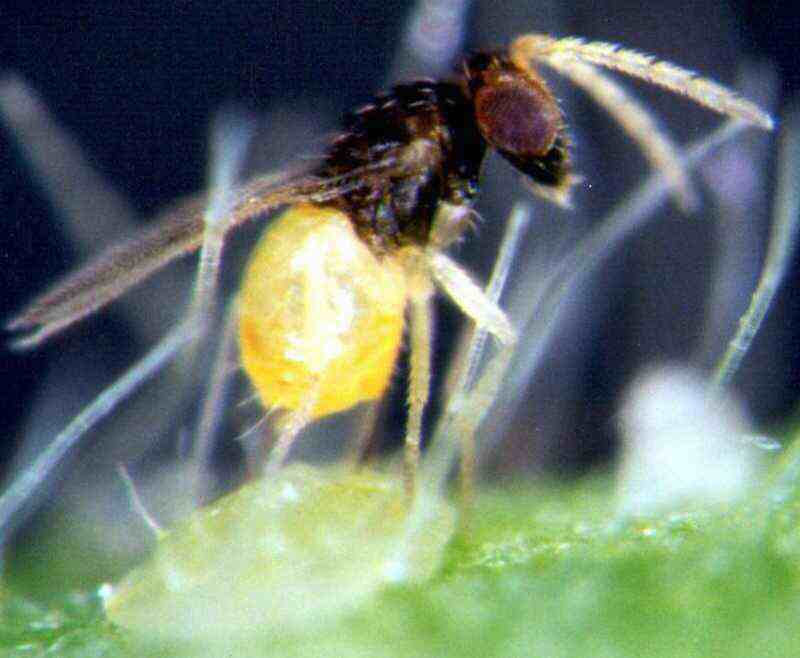 Encarsia formosa for Whitefly control