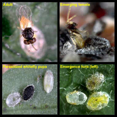 Encarsia formosa for Whitefly control