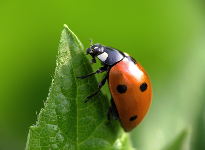 Ladybugs for sale