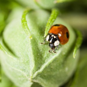Ladybugs for sale