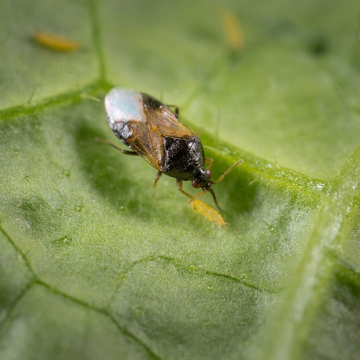 Pirate Bug Orius insidiosus a predatory insect