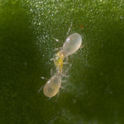 spider mite control,predator mites