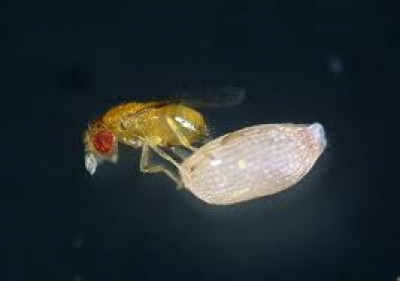 Trichogramma pretiosum wasps